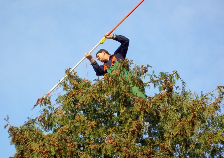 Baum- und Pflanzenschnitt - Huber Gartenbau
